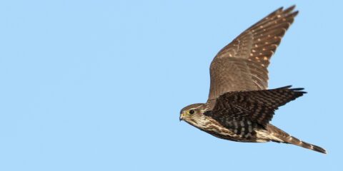 The Magic of Merlin | Birds, Cornell Lab of Ornithology