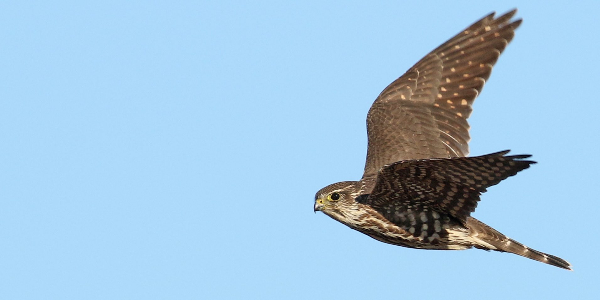 The Magic of Merlin | Birds, Cornell Lab of Ornithology