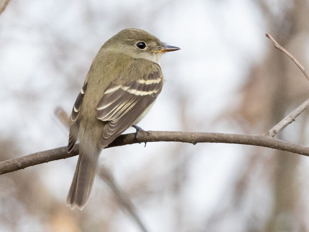 The Magic of Merlin | Birds, Cornell Lab of Ornithology
