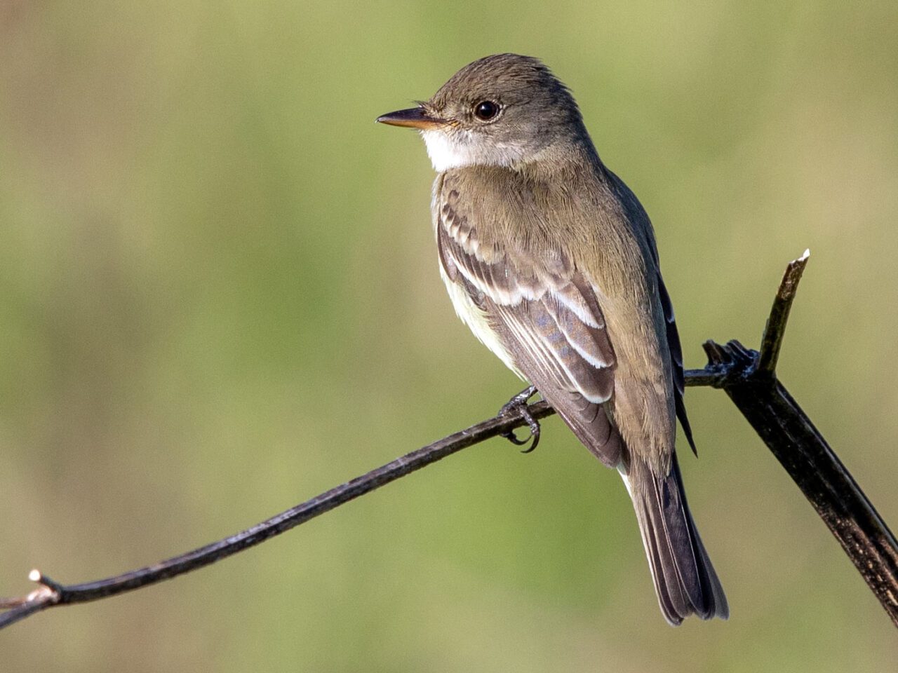The Magic of Merlin | Birds, Cornell Lab of Ornithology