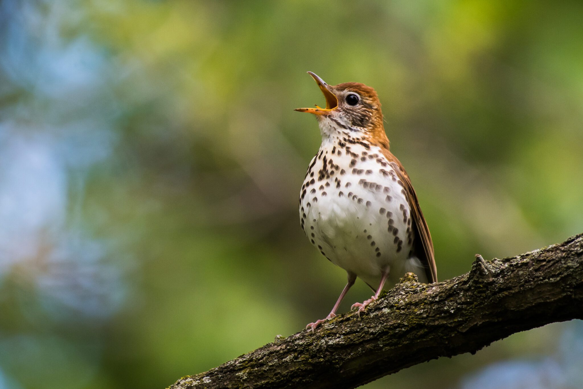 Powered by Data from eBird and NASA, These Maps Are a Game-Changer for ...
