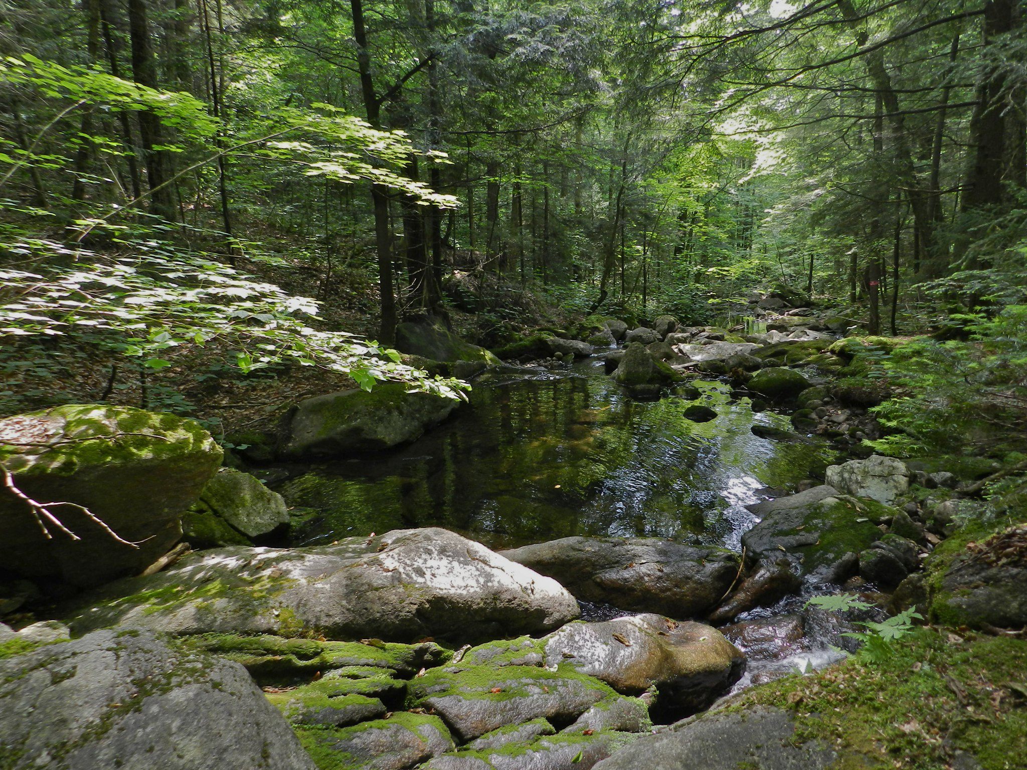 Hubbard Brook – Hubbard Brook Field Ornithology Program