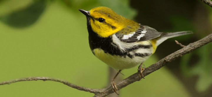 Bird Research – Hubbard Brook Field Ornithology Program