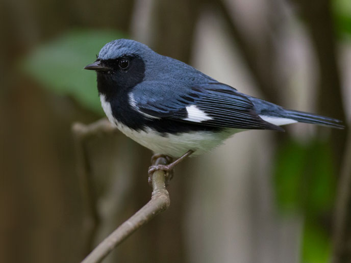 Hubbard Brook Field Ornithology Program