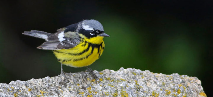 Bird Research – Hubbard Brook Field Ornithology Program