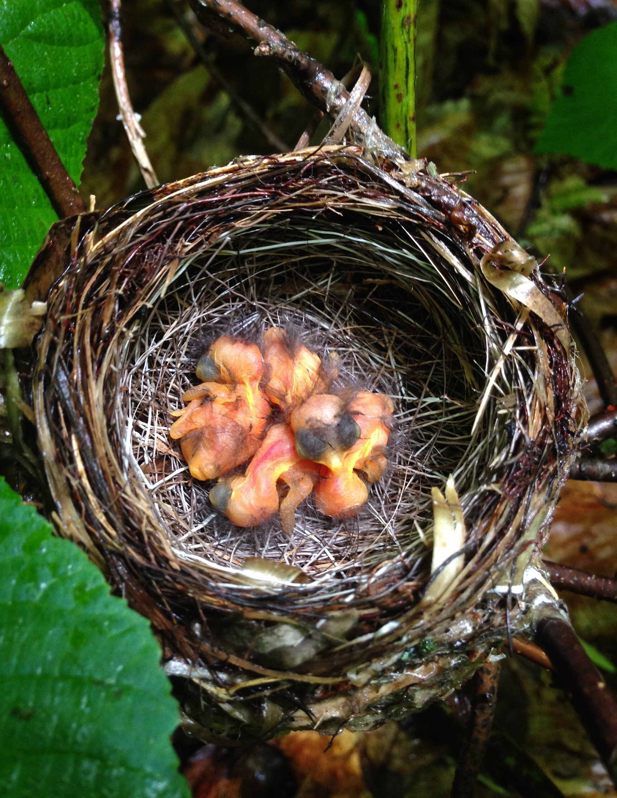 New Paper! – Hubbard Brook Field Ornithology Program