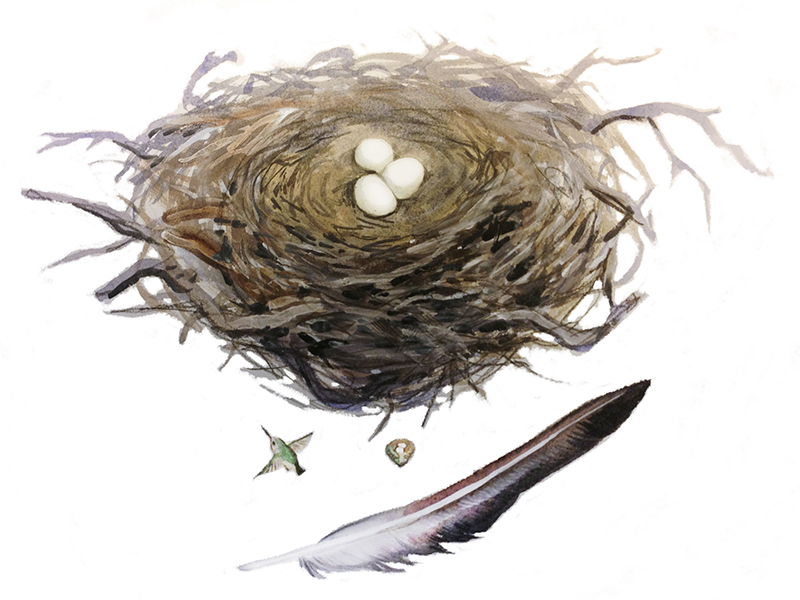 Justine Lee Hirten (2013) – Bartels Science Illustration Program