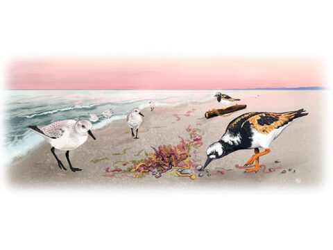 Maria Klos (2023) – Bartels Science Illustration Program