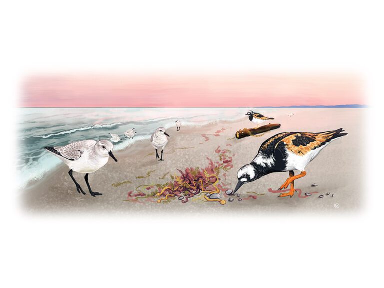 Maria Klos (2023) – Bartels Science Illustration Program