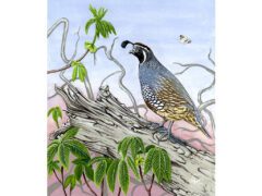 Maria Klos (2023) – Bartels Science Illustration Program