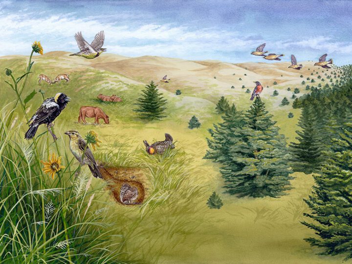 Maria Klos (2023) – Bartels Science Illustration Program