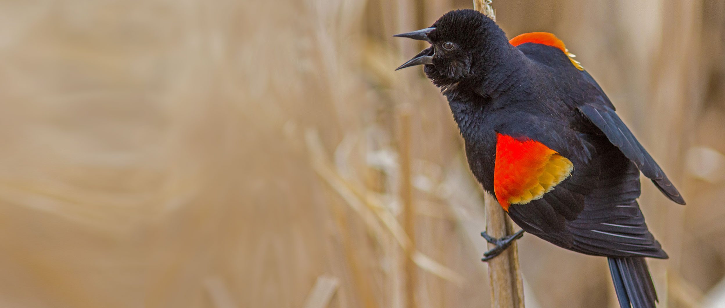 Bird Communication – K-12 Education