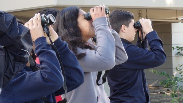 Starting a Bird Club? – K-12 Education