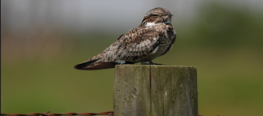 Do Birds Sleep? – K-12 Education