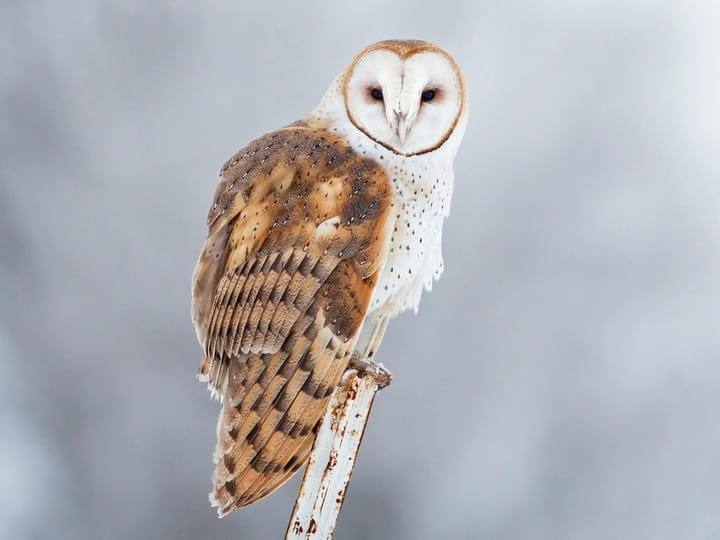 Owl Pellet Teaching Tips – K-12 Education