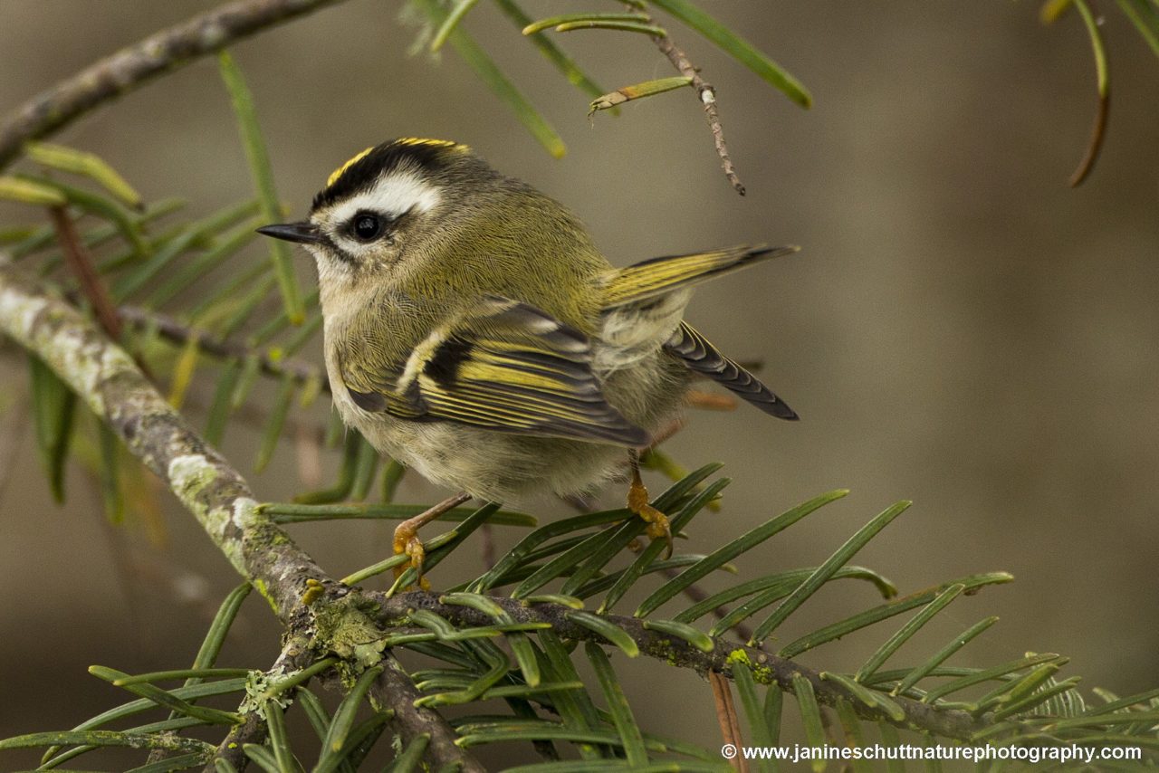 How Do Song Birds Survive Winter - K-12 Education : K-12 Education