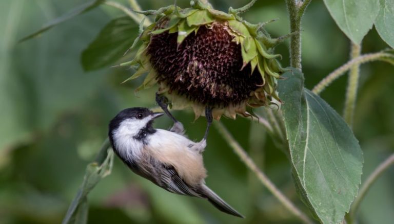 How Do Song Birds Survive Winter? – K-12 Education