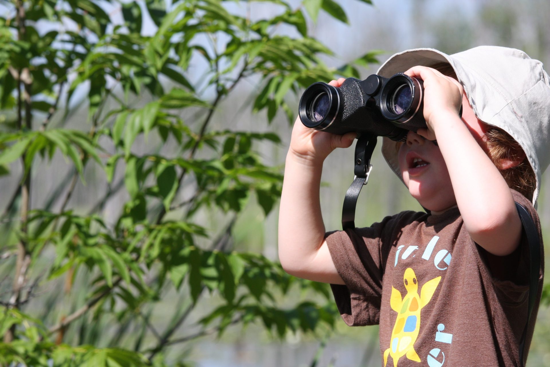 Starting a Bird Club – K-12 Education