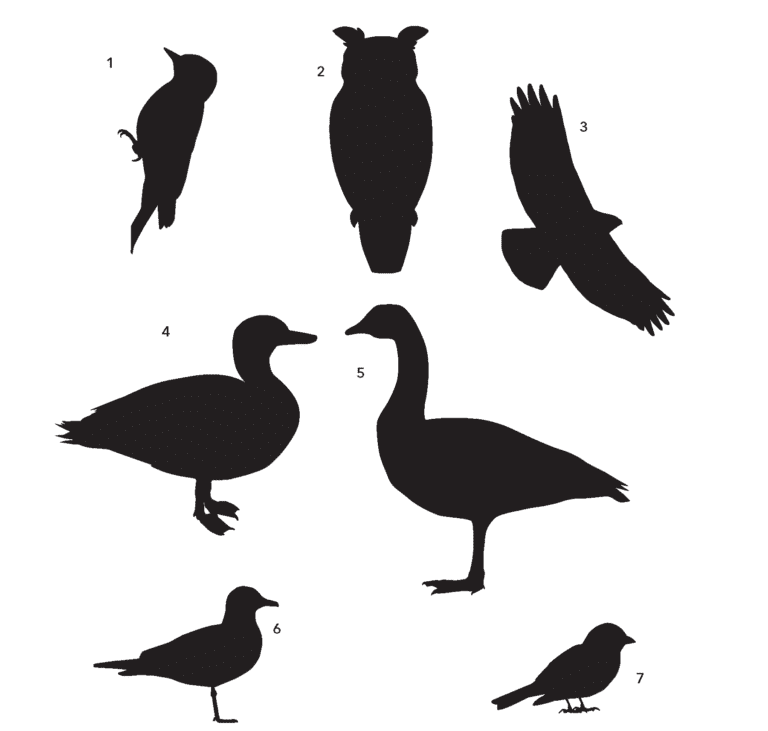 Biodiversity Detectives Resources – K-12 Education