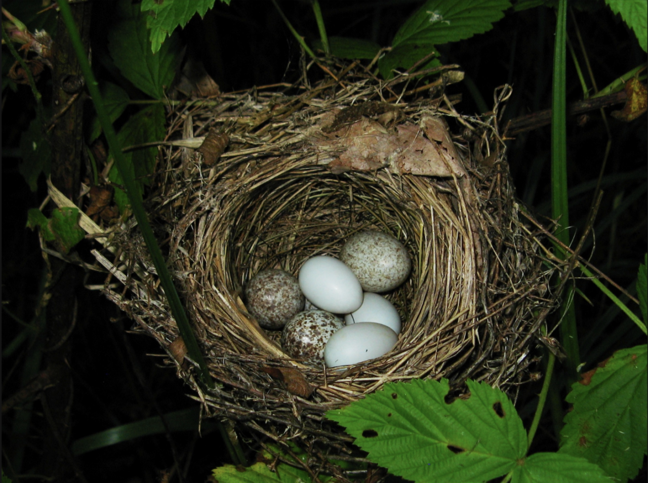 “I’m Bringing Home a Baby Bird!” – K-12 Education