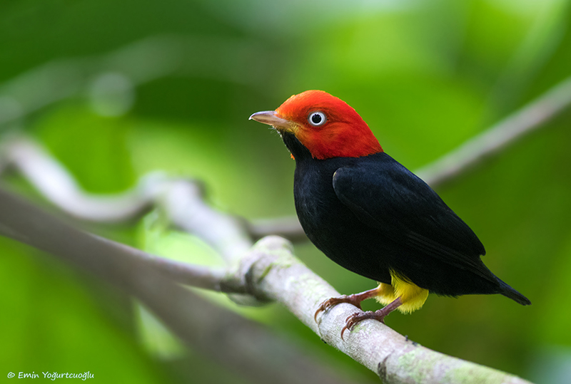 Courtship Advice from Birds – K-12 Education
