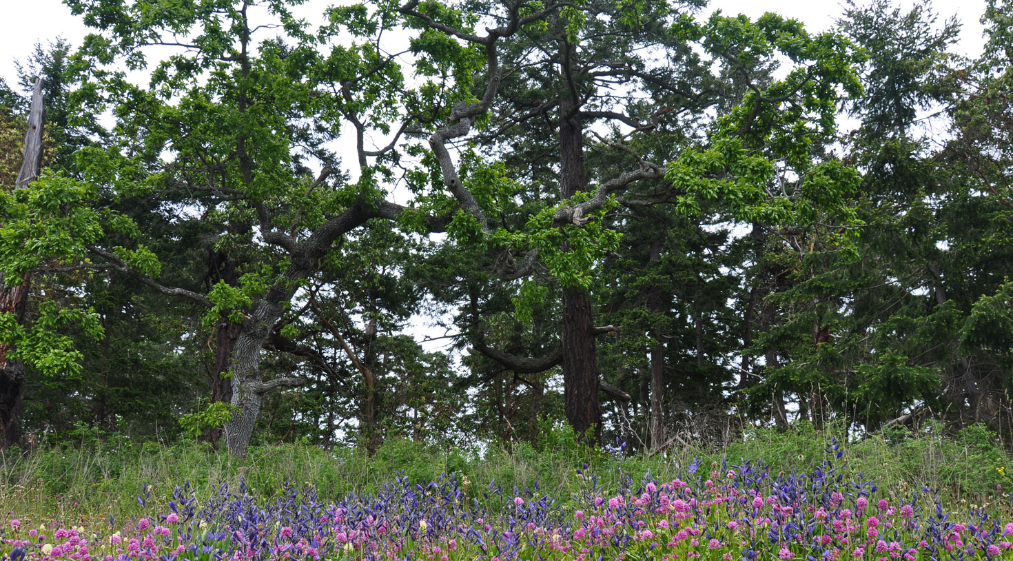 The Nature Trust of British Columbia | Land Trust Bird Conservation ...