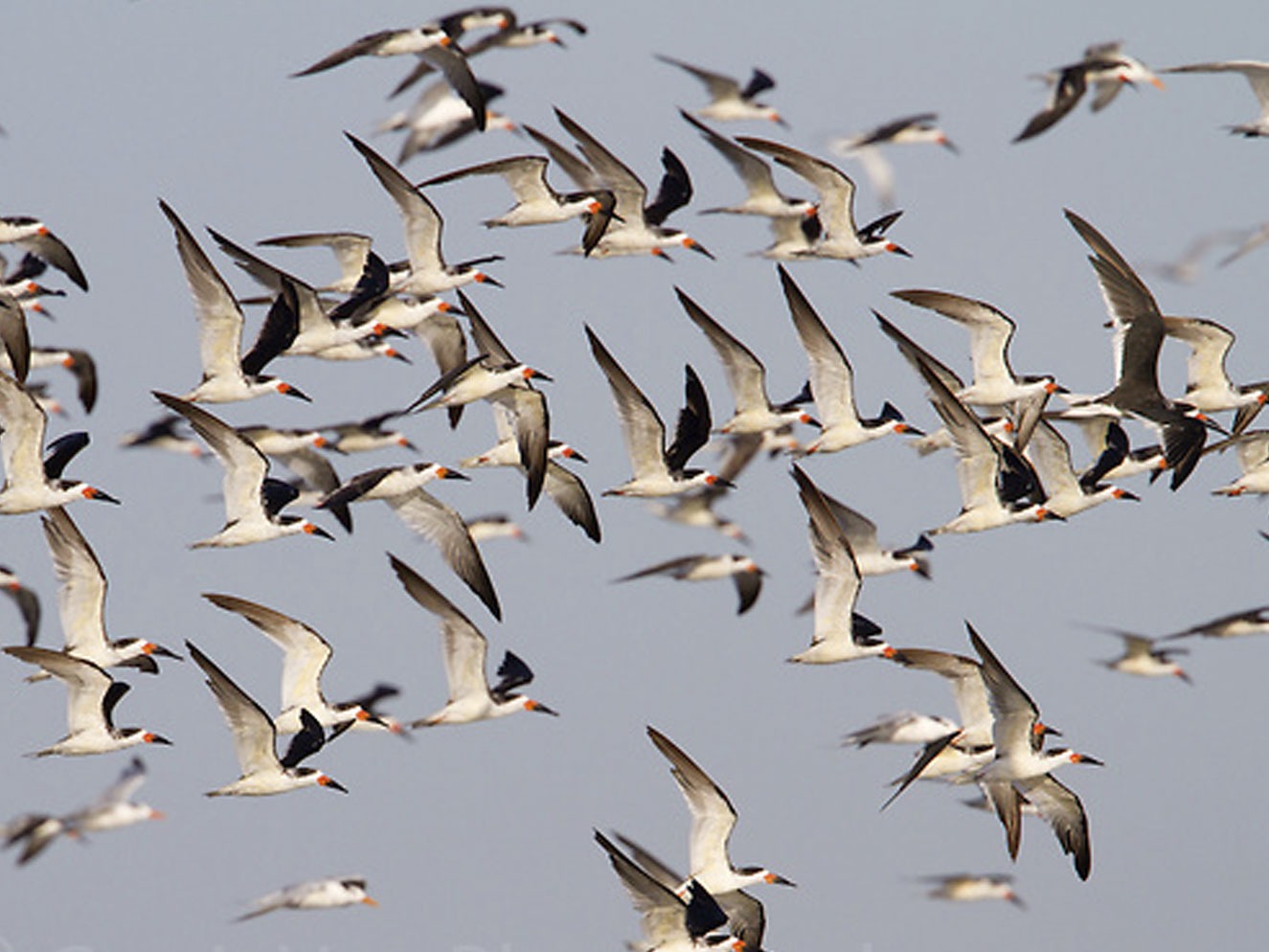 U.S. Shorebird Conservation Plan | Land Trust Bird Conservation Initiative