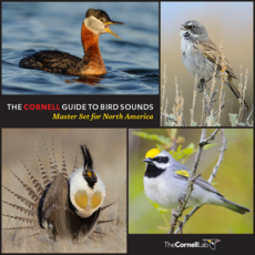 Macaulay Library | Land Trust Bird Conservation Initiative