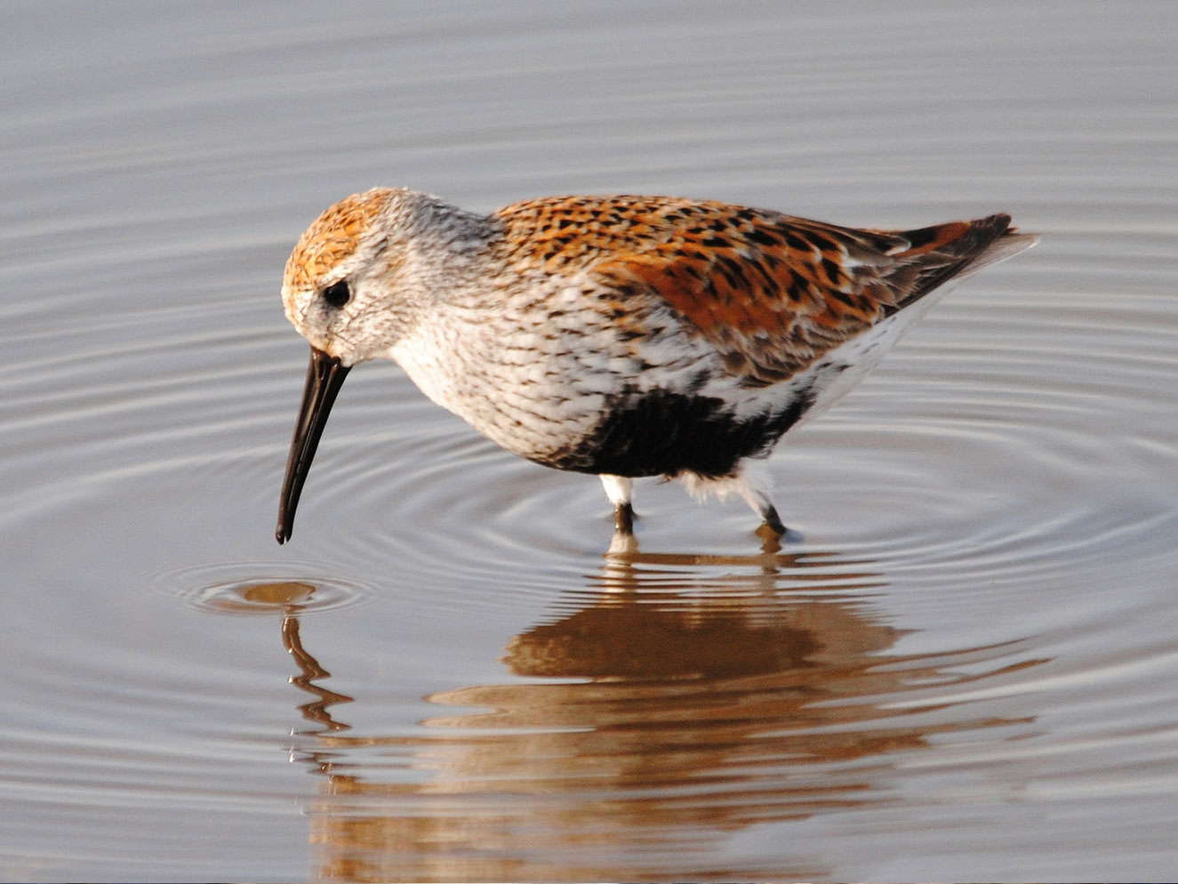 Waterbird Plan | Land Trust Bird Conservation Initiative