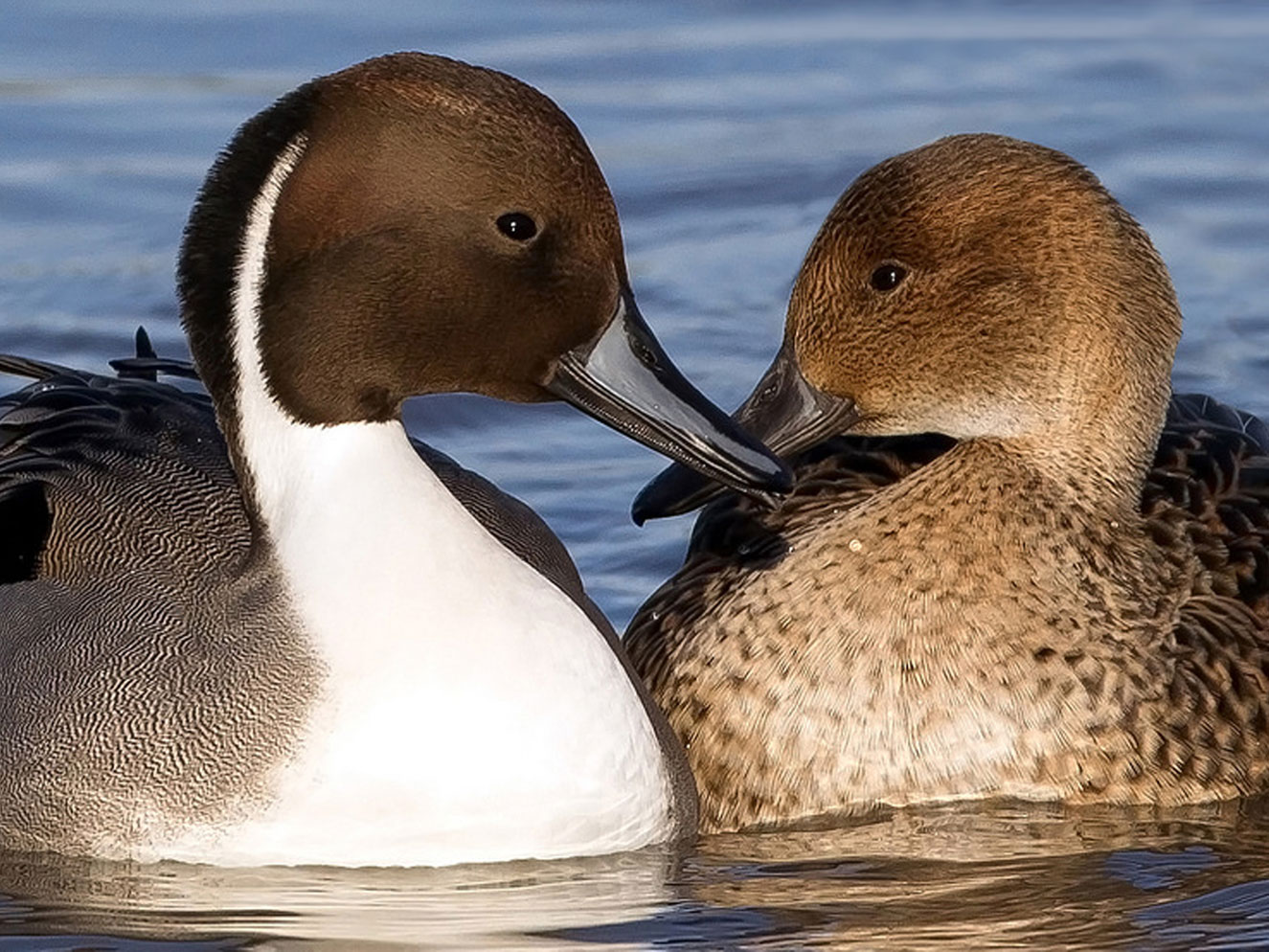 North American Waterfowl Management Plan | Land Trust Bird Conservation ...