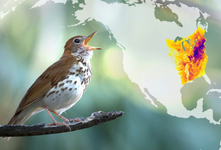 What Is eBird? | Land Trust Bird Conservation Initiative