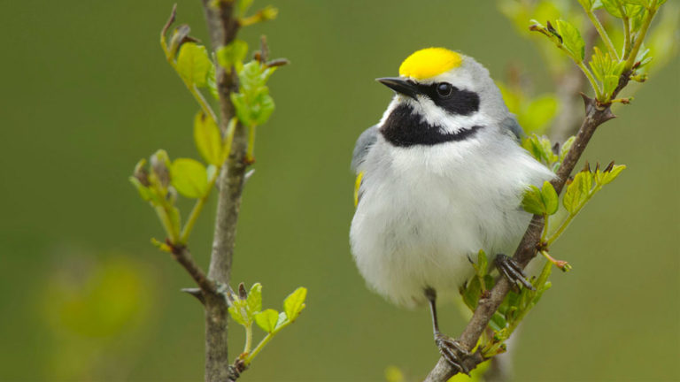 Land Trust Bird Conservation Initiative Home | Land Trust Bird ...