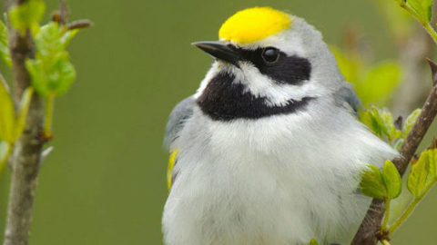 Land Trust Bird Conservation Initiative Home | Land Trust Bird ...