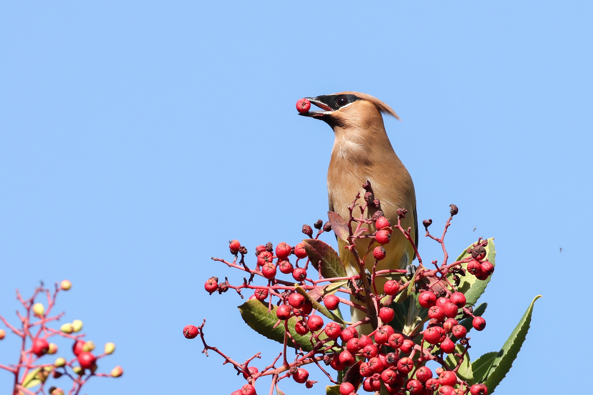 April: National Native Plant Month | Land Trust Bird Conservation ...
