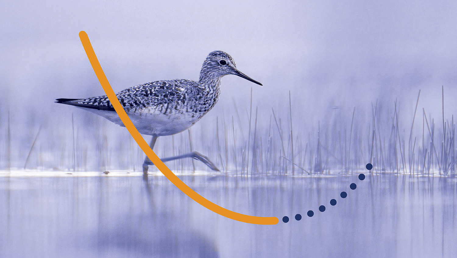 2022 U.S. State of the Birds | Land Trust Bird Conservation Initiative