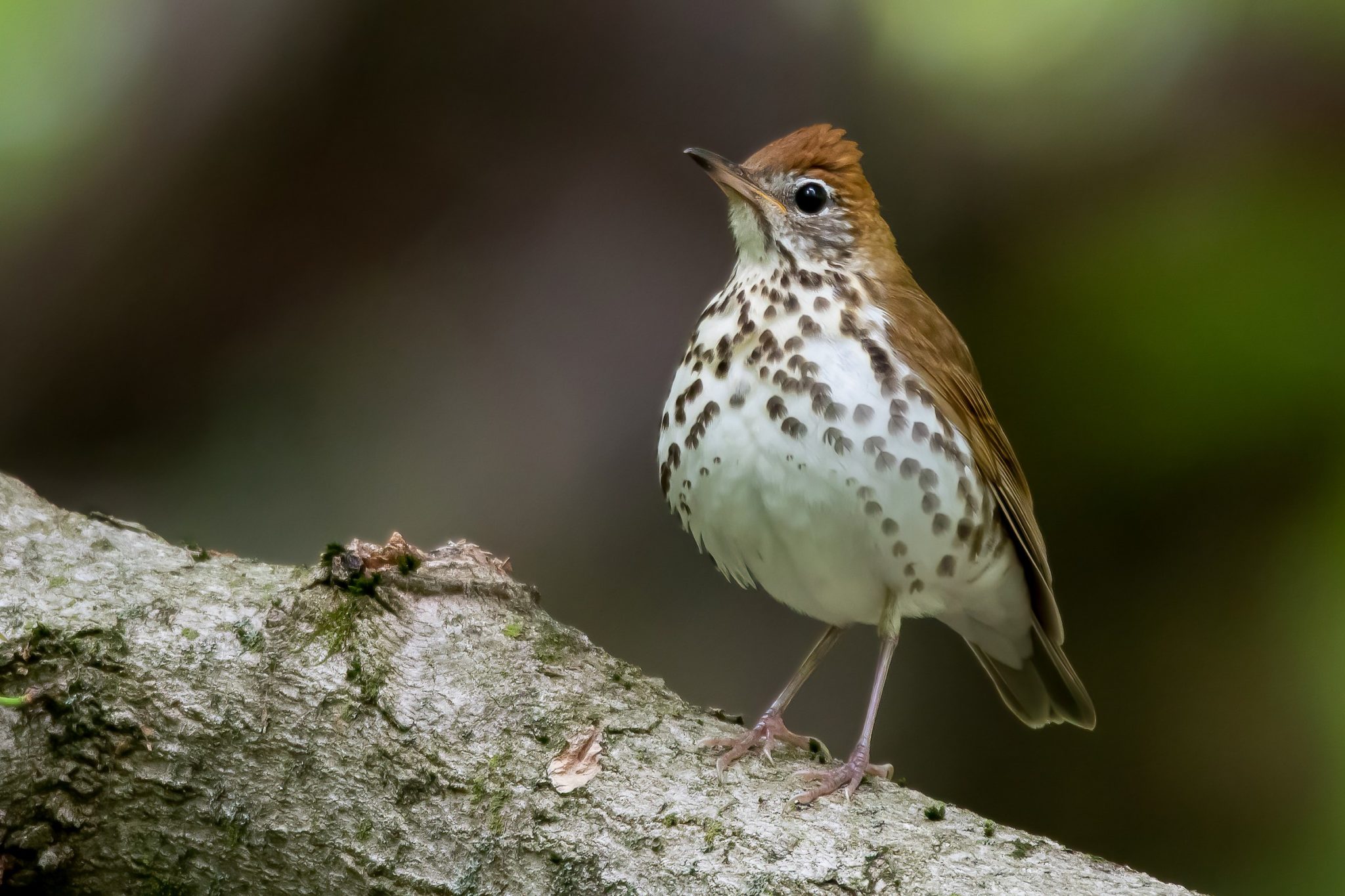 How to Use eBird | Land Trust Bird Conservation Initiative