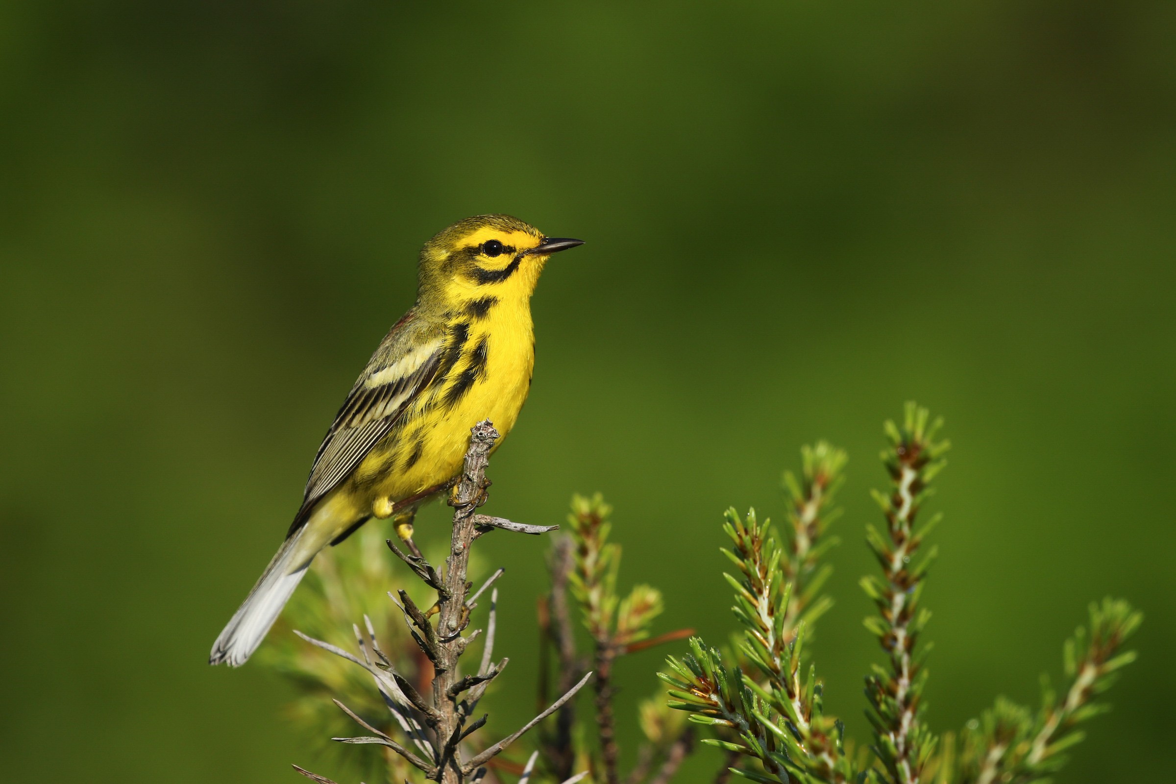 Birds On Your Land Land Trust Bird Conservation Initiative