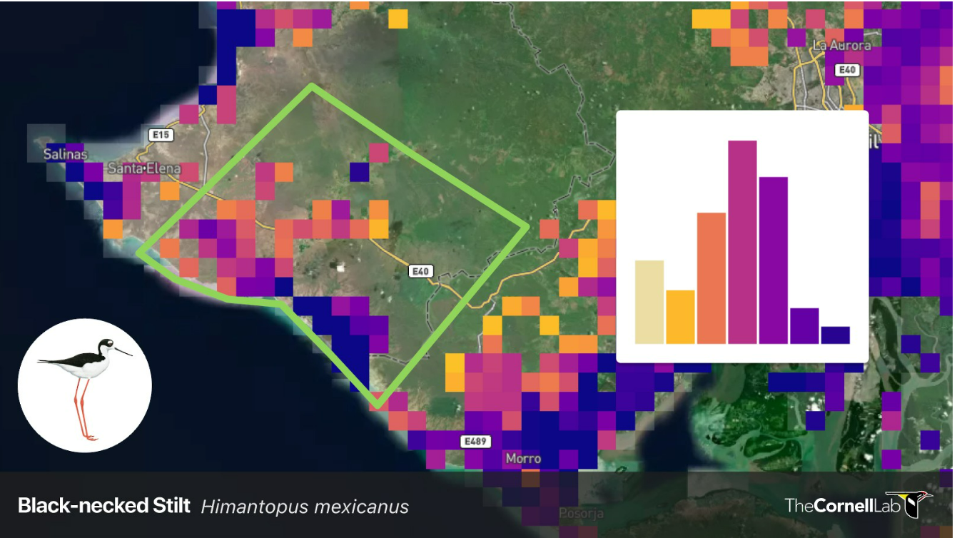 ShorebirdViz: Track Shorebird Migration on Your Land | Land Trust Bird ...