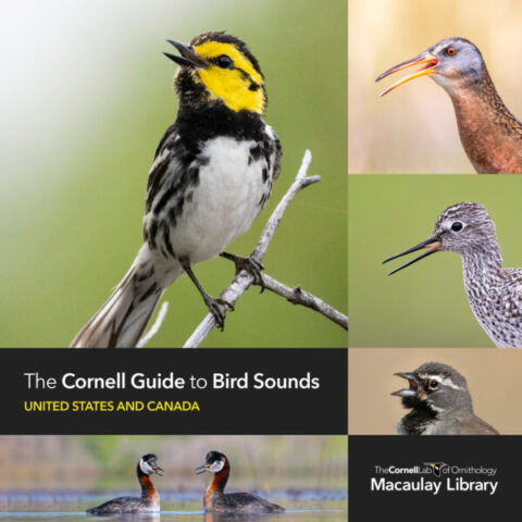 Macaulay Library | Land Trust Bird Conservation Initiative