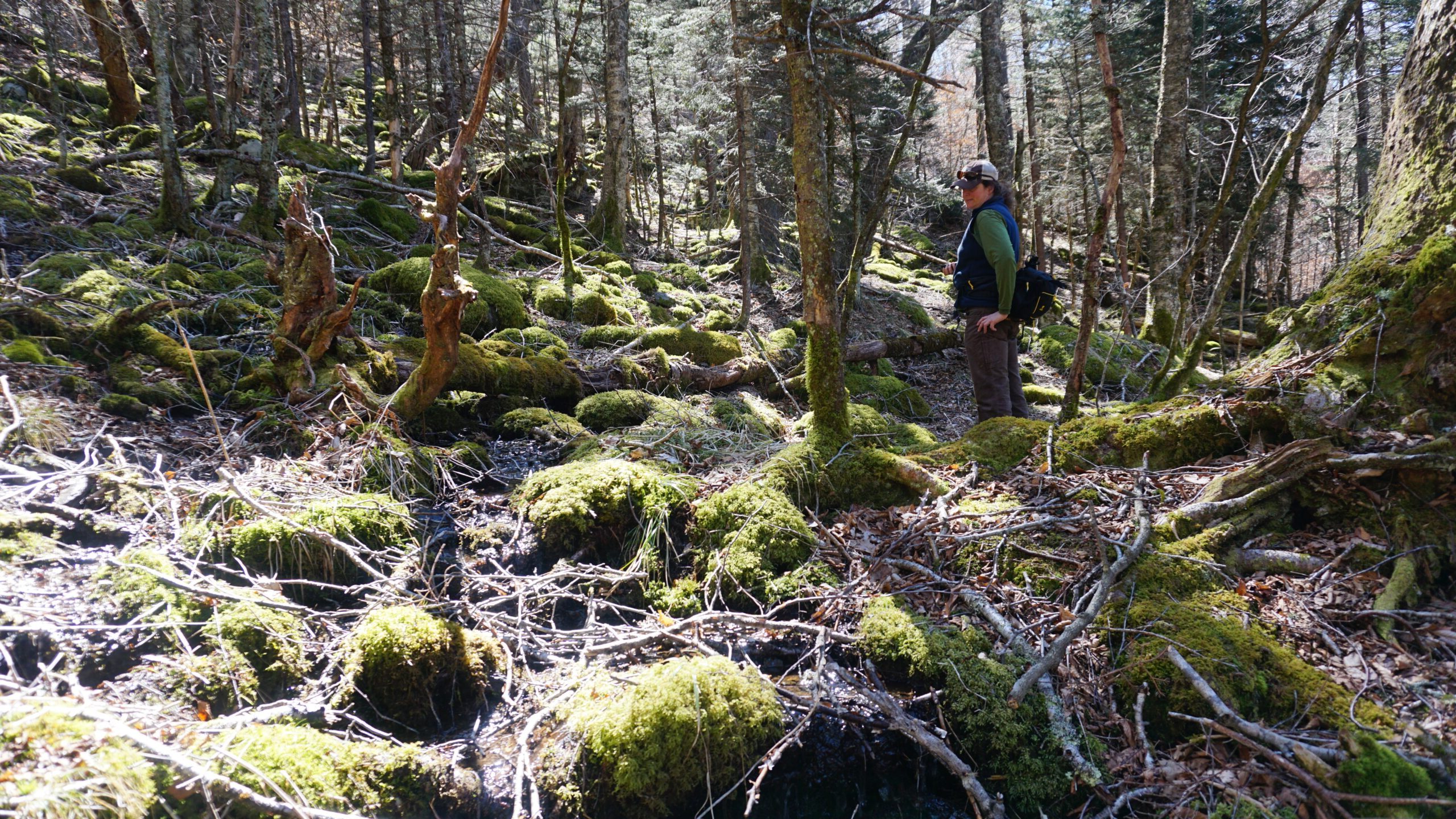 Southern Appalachian Highlands Conservancy | Land Trust Bird ...