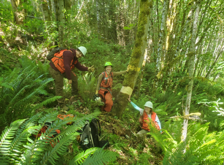 Listen Up Collaborative | Land Trust Bird Conservation Initiative