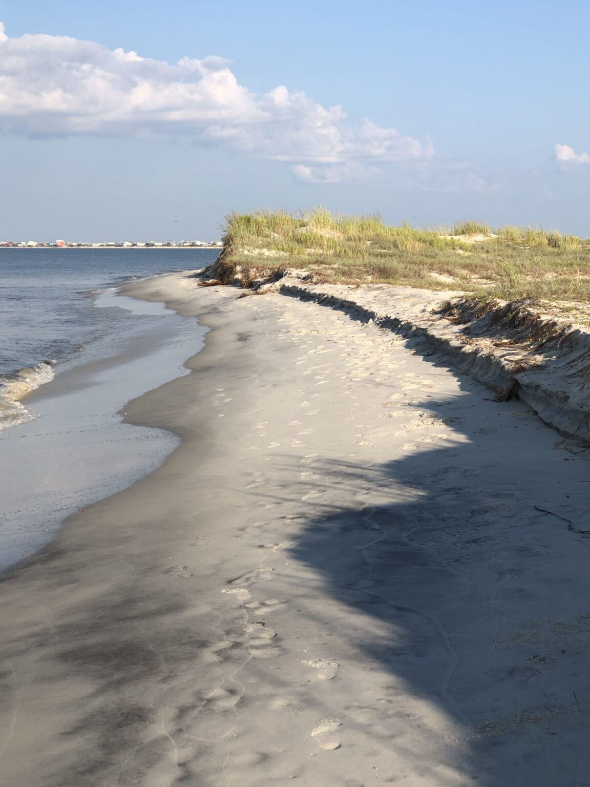 Dauphin Island Bird Sanctuaries | Land Trust Bird Conservation Initiative