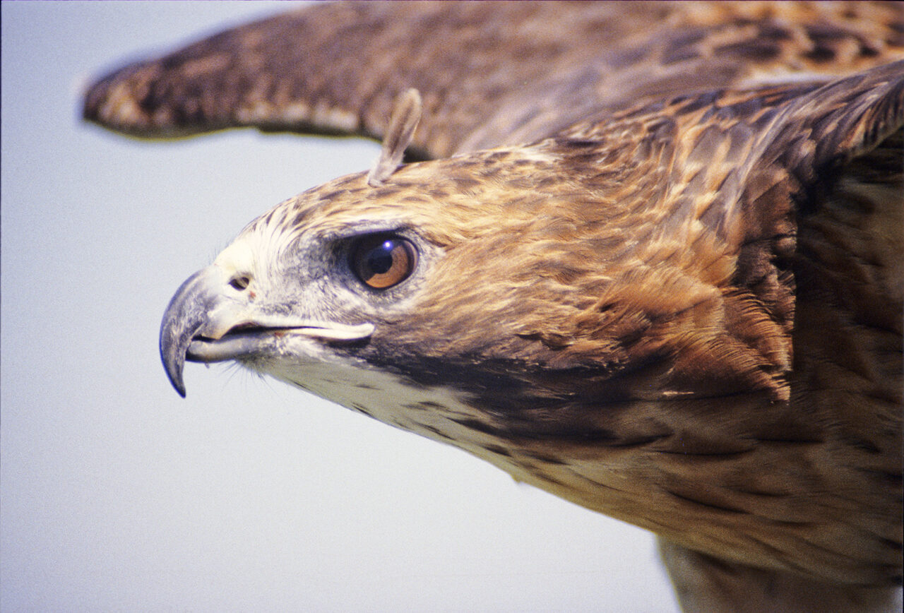 2024 Small Grant Awardees | Land Trust Bird Conservation Initiative