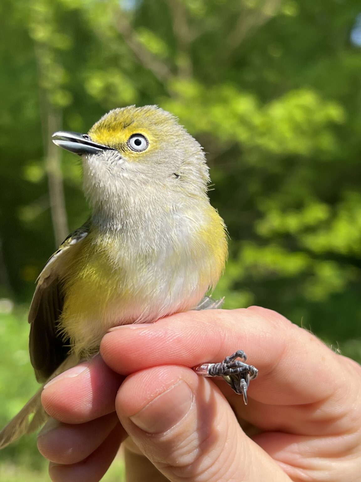 Land Trust of North Alabama | Land Trust Bird Conservation Initiative