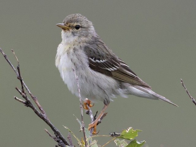 Blackpoll Warbler (BLPW) | Land Trust Bird Conservation Initiative