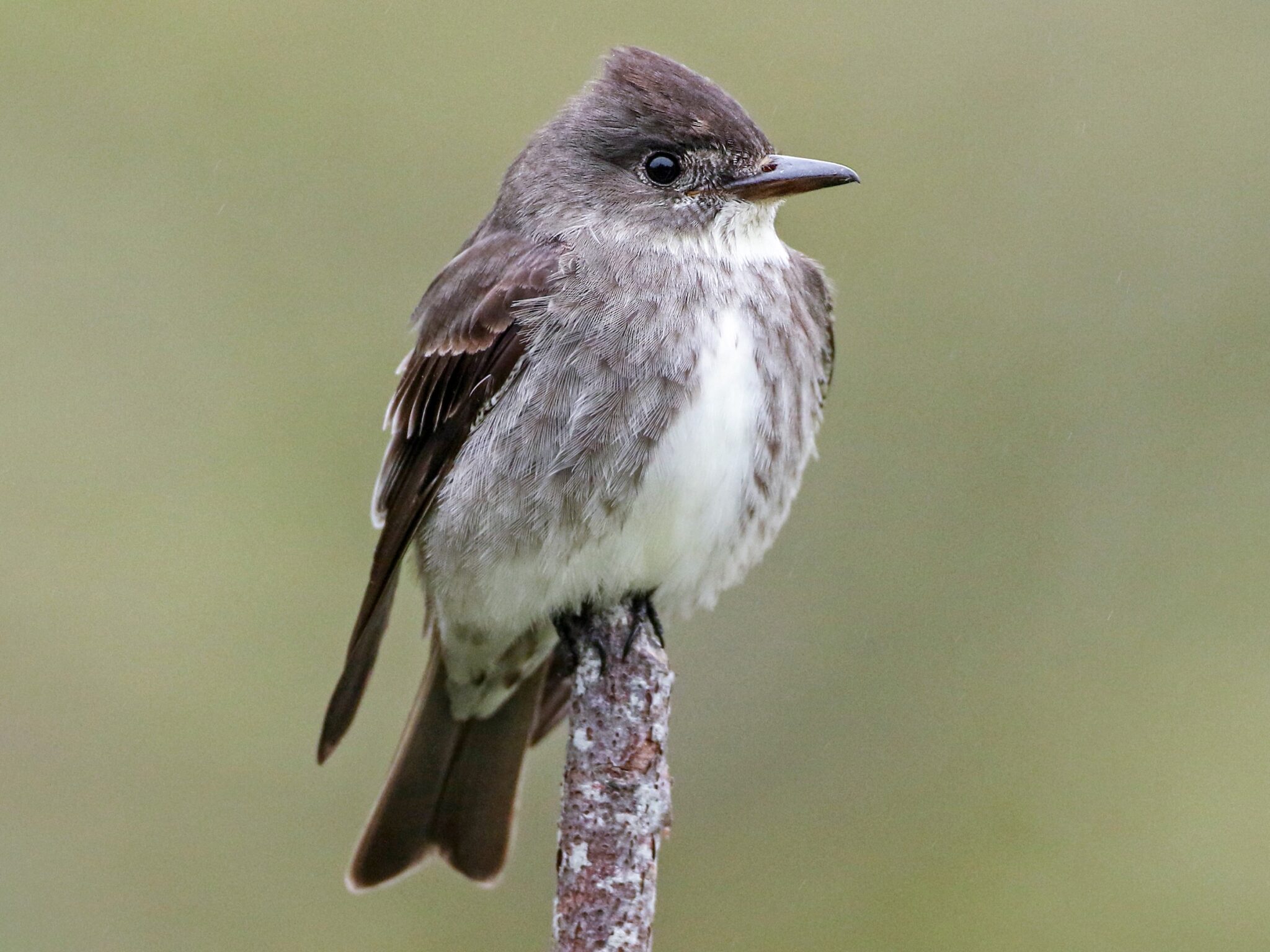 Northeast Bird Species Guide | Land Trust Bird Conservation Initiative