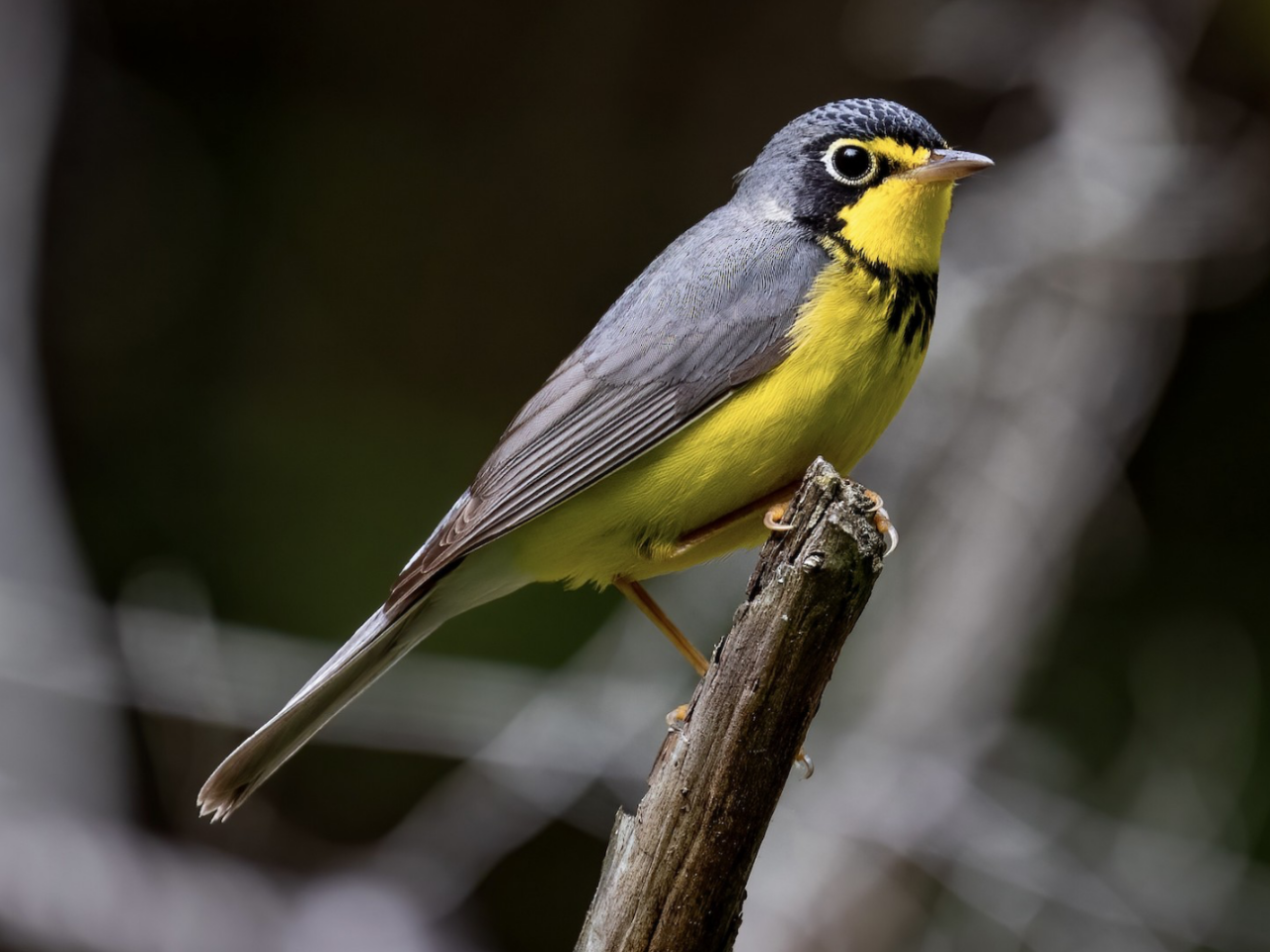 Canada Warbler (CAWA) | Land Trust Bird Conservation Initiative