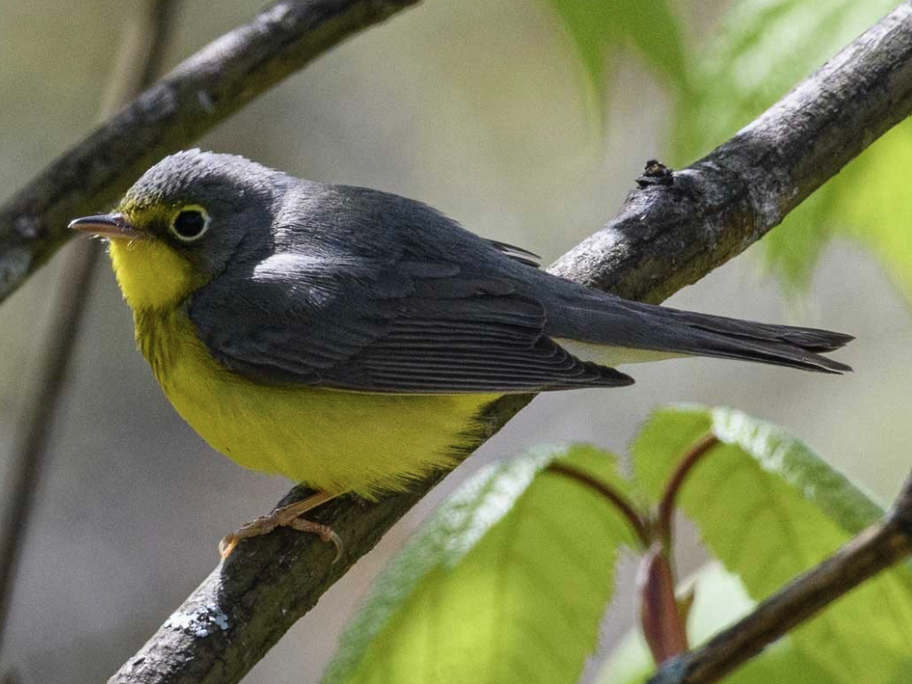 Canada Warbler (CAWA) | Land Trust Bird Conservation Initiative