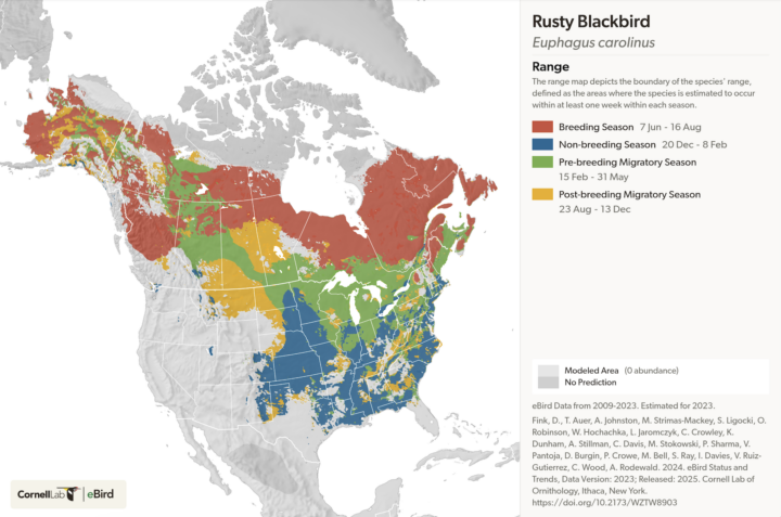 Rusty Blackbird (RUBL) | Land Trust Bird Conservation Initiative