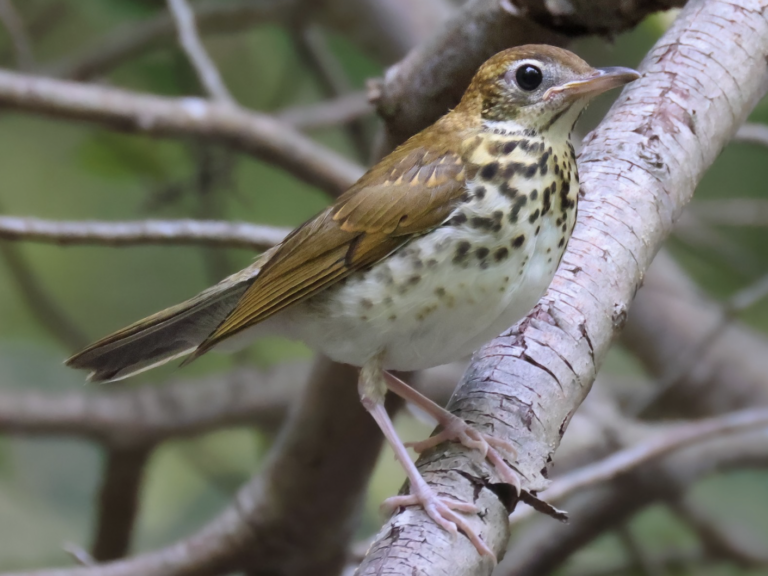Wood Thrush (WOTH) | Land Trust Bird Conservation Initiative